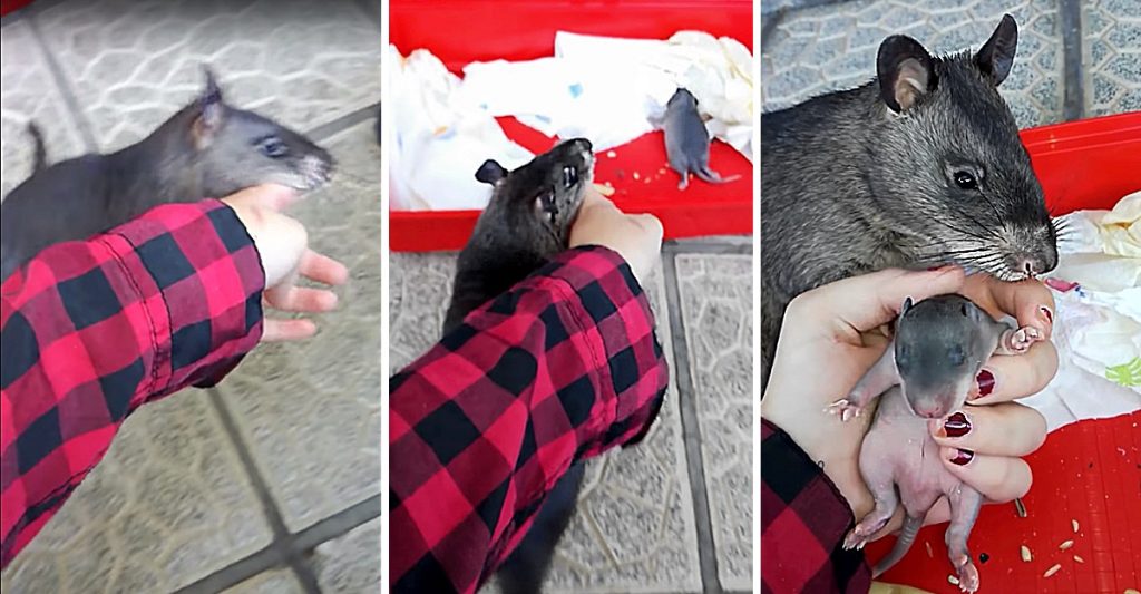 Giant Mother Rat Drags Human By Her Hand To Show Off Her New Babies ...