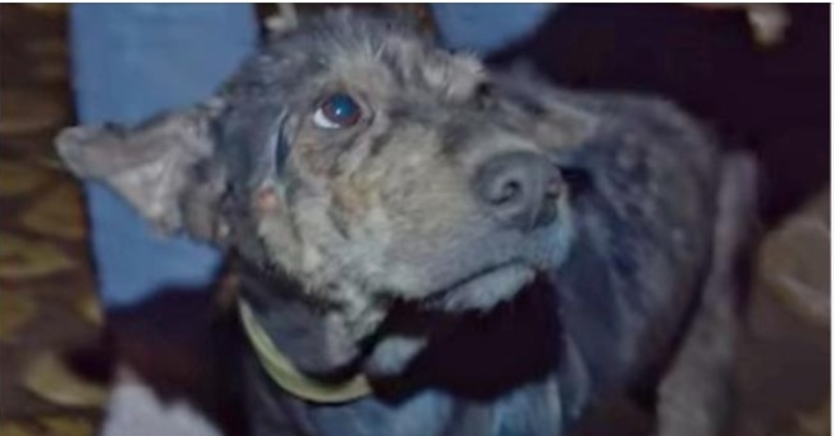 Feeble Dog Chained Up For 5 Years Wept As Rescuer Held Her Face In Her ...