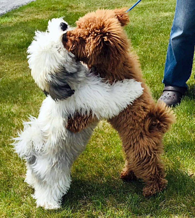 Puppy Best Friends Greet One Another With A Hug Every Time They See ...