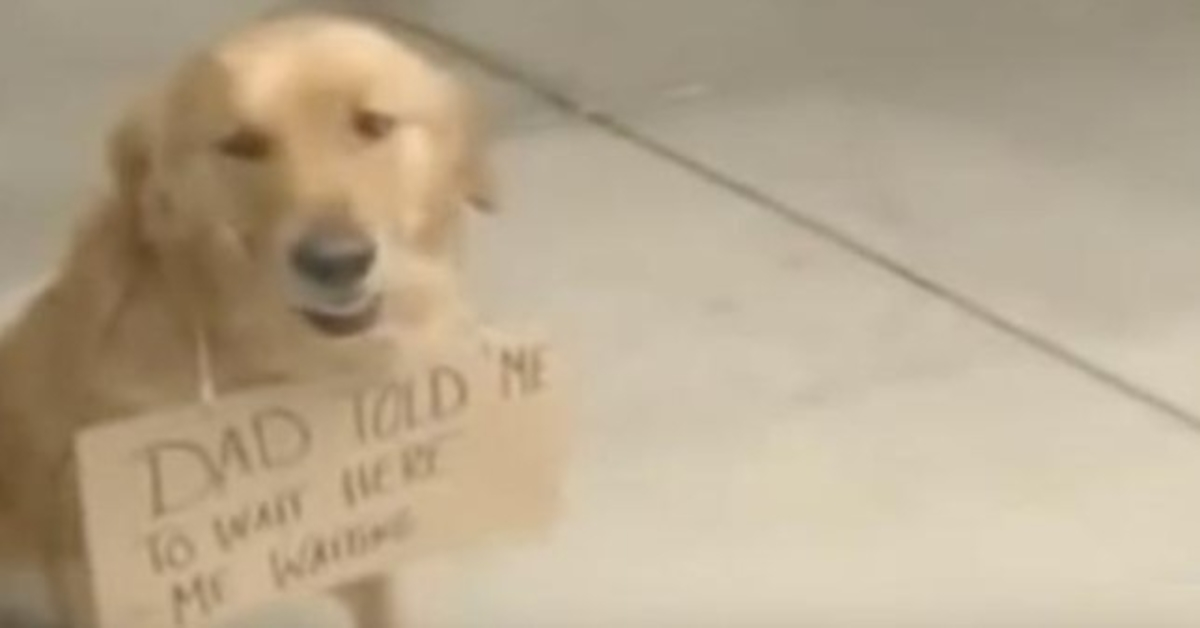 Dog Seen Outside Of Store With A Sign Around His Neck | LOLitopia
