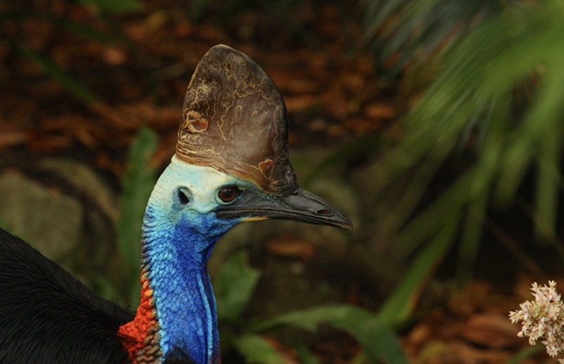 Man approaches world’s most dangerous bird – his 911 call is bone ...