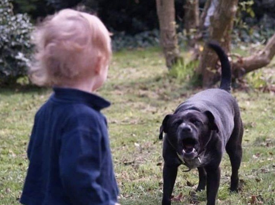 Duke, a pit bull mix, astonished the entire neighborhood with a heroic ...