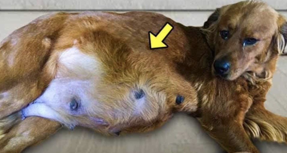 She Adopted a Pregnant Dog on Euthanasia List. When It Later Gave Birth ...