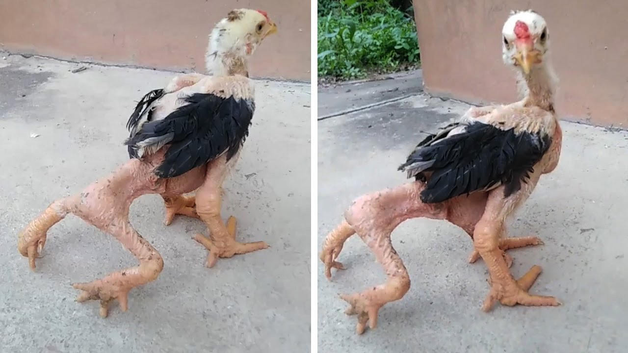 Unusual Discovery: Video of Deformed Chicken with Four Large Legs Found ...