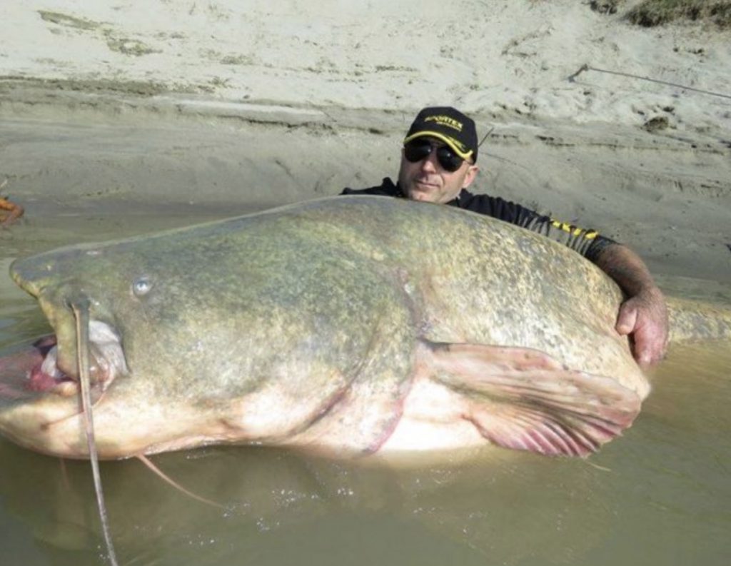 Fisherman catches huge fish – but then he makes an unusual discovery ...