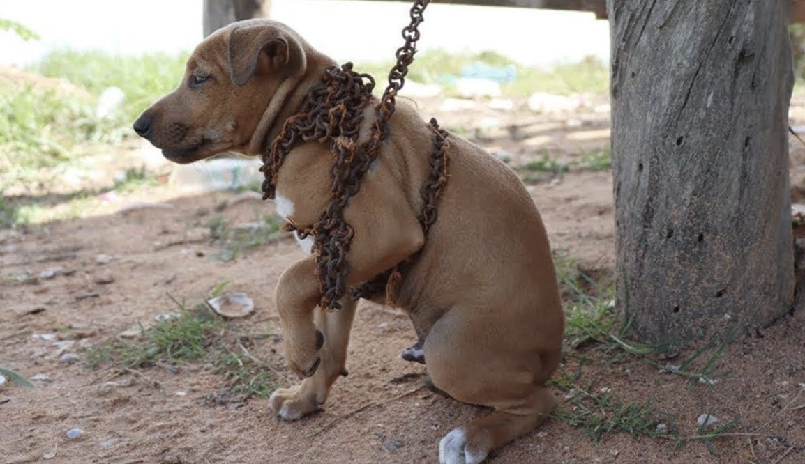 A Touching Story About Rescuing And Adopting A Poor Chained And Caged ...