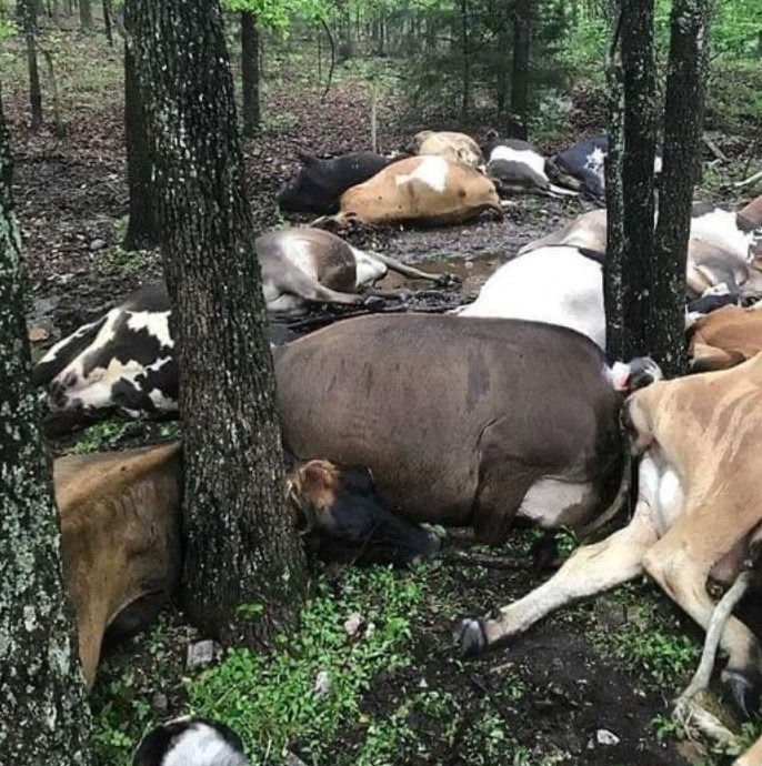 Farmer finds pasture empty, sees all 32 de’ad cows in one big pile ...