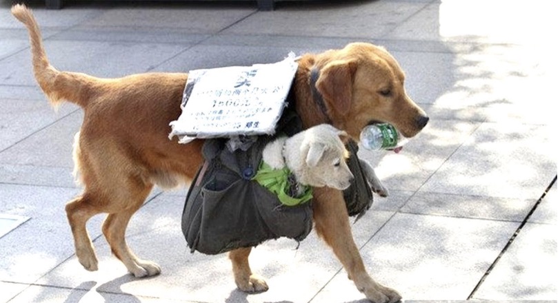 Aww In their quest for a brighter future, mother dogs tirelessly shield ...
