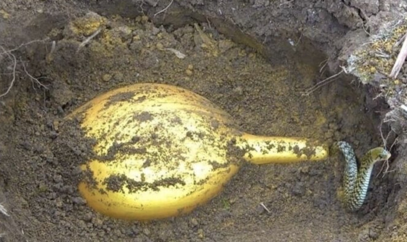 A lucky man dug up an ancient golden vase buried deep underground ...