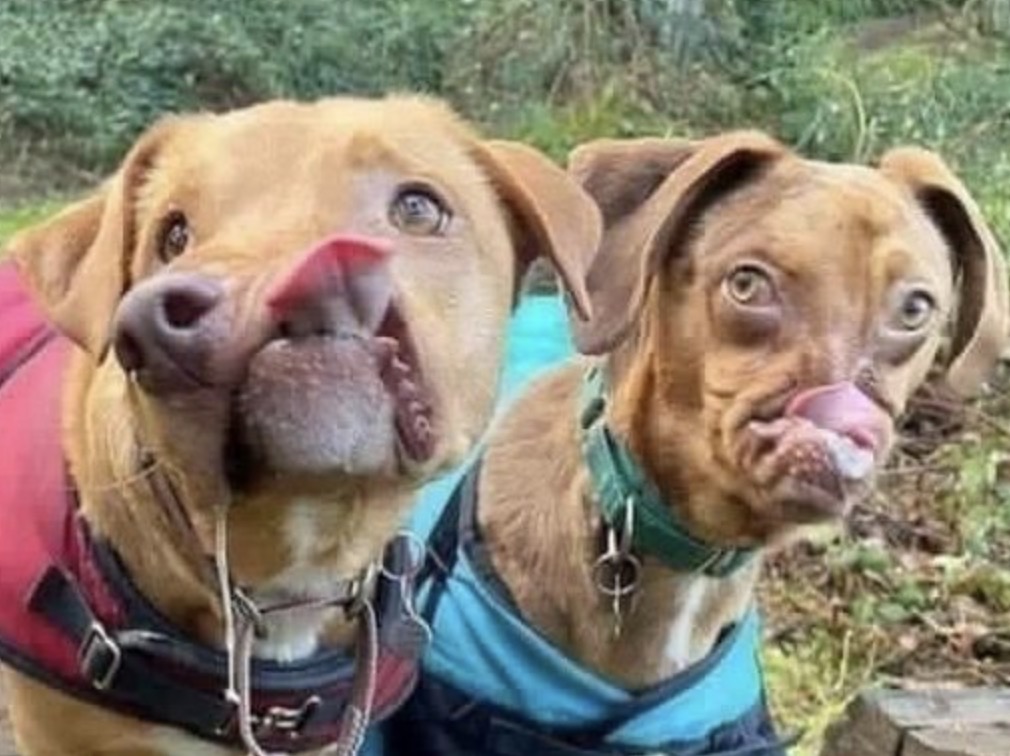 Two Malformed Dogs Became BFFs After Being Adopted 5 Years Apart ...