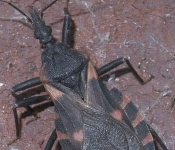 These Deadly Insects Attack Victims At Night, Killing Them Quietly Or ...