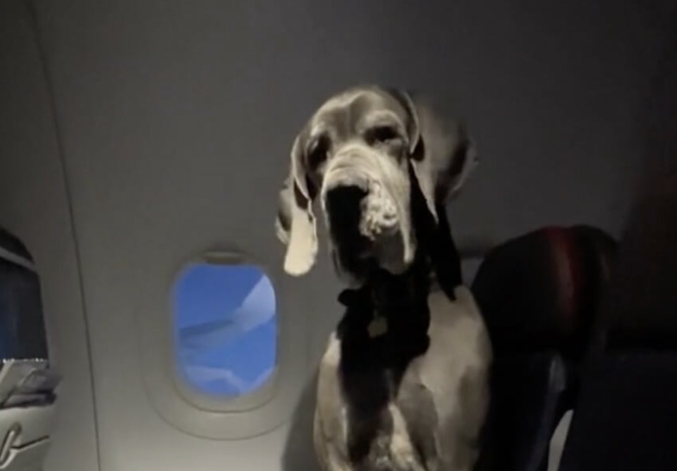 Owner pays for three plane tickets so Great Dane can fly with him: big ...