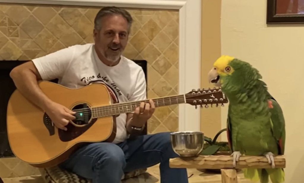 18-Year-Old Parrot Joins His Human Singing Stairway To Heaven | LOLitopia