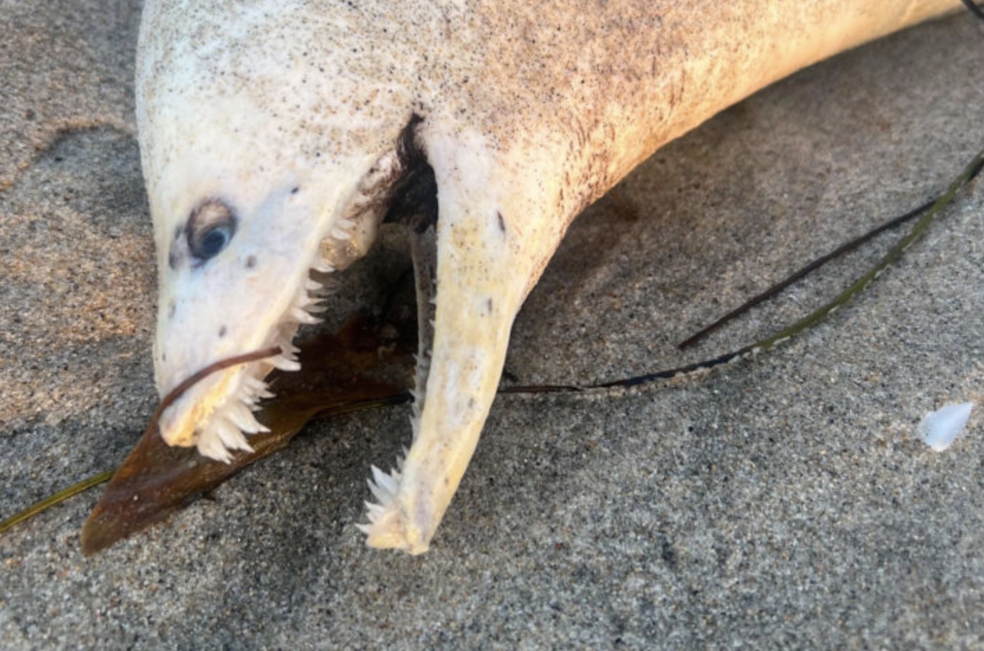 ‘Horrifyingly goofy’ creature washes onto Southern California beach ...